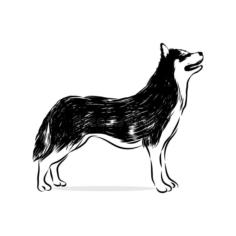 Husky Dog Standing on Hind Legs Stock Vector - Illustration of jumping ...