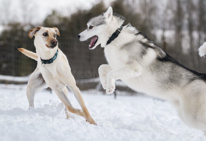 Husky Surprises Another Dog while Playing in the Snow Stock Image ...