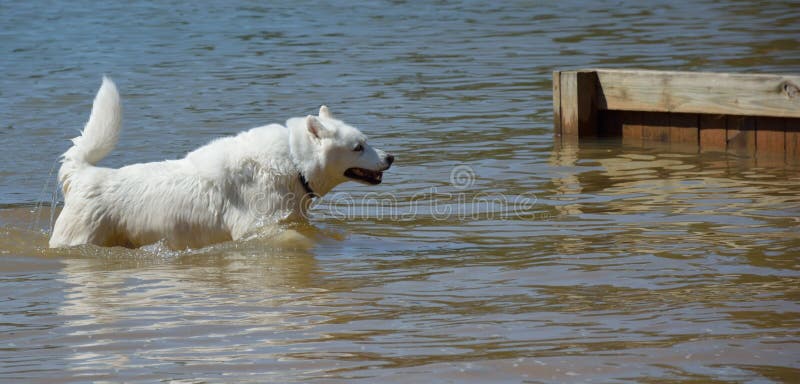 Husky Swimming stock image. Image of blue, white, husky - 39105047