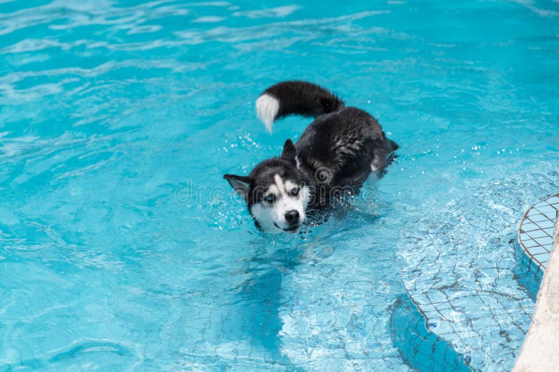 Husky swimming in the pool stock photo. Image of cute - 223143820