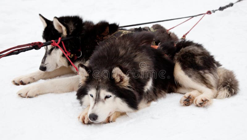 Husky team stock image. Image of nature, lying, black - 81733273