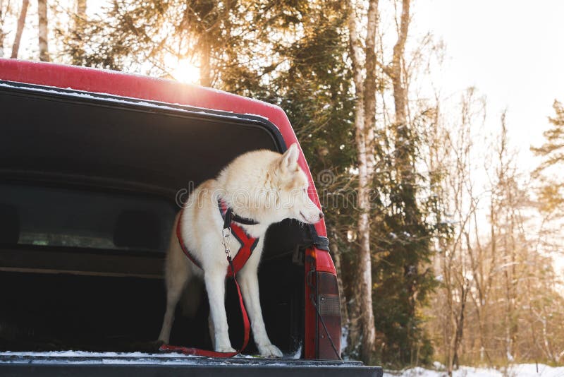 Husky in the Trunk of an SUV Stock Photo - Image of scene, travel ...