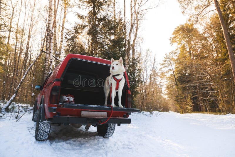 Husky in the Trunk of an SUV Stock Photo - Image of transportation ...
