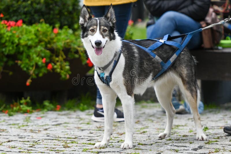 Husky with Two Colored Eyes at the Canning Cross Race Stock Photo ...
