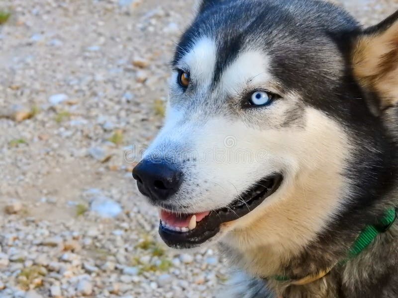 132 Husky Two Different Eyes Stock Photos - Free & Royalty-Free Stock ...