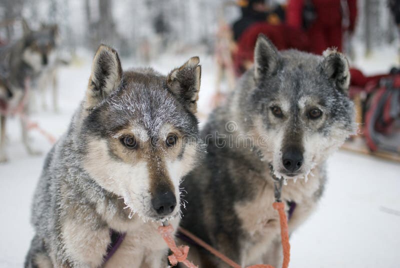 Sled Dogs stock image. Image of path, dogs, snow, clean - 2013483