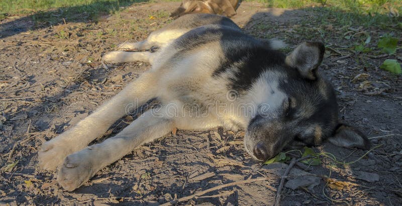 A Husky-type Dog Sleeping in the Rays of the Rising Sun . Stock Image ...