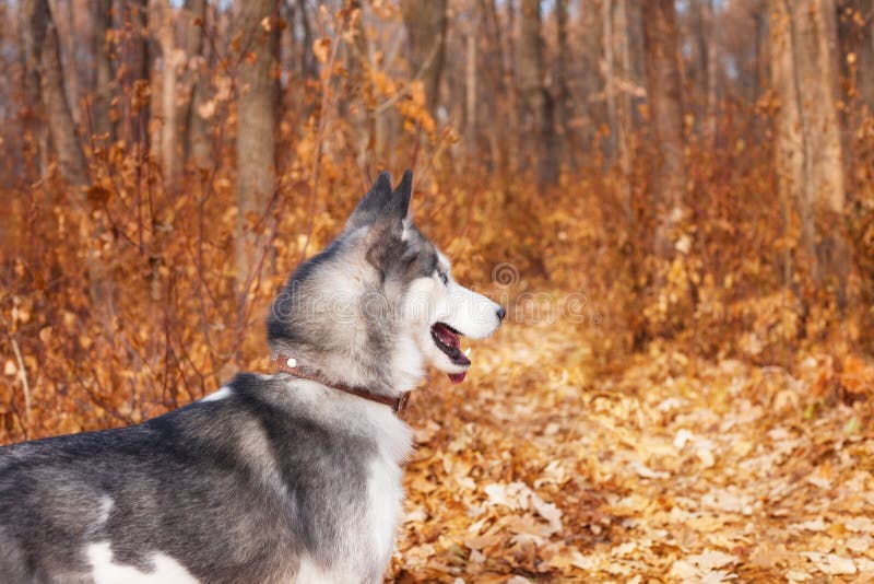 Husky walks in autumn park stock photo. Image of forest - 47821360