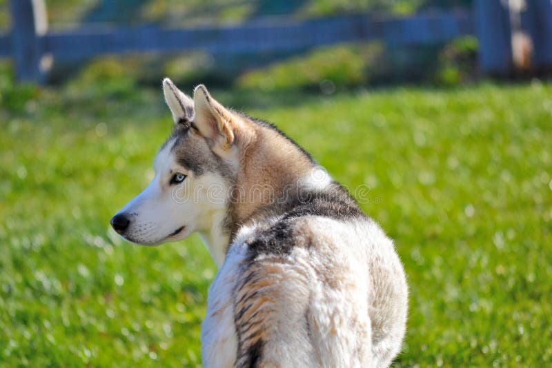 Husky stock image. Image of eyes, back, grassy, service - 40569059