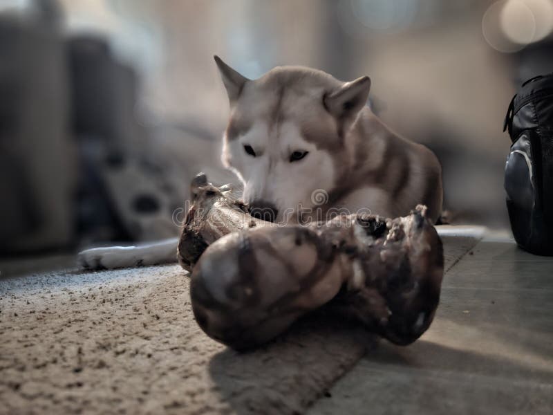 Husky Wolf Bone Animal Family Stock Image - Image of husky, family ...