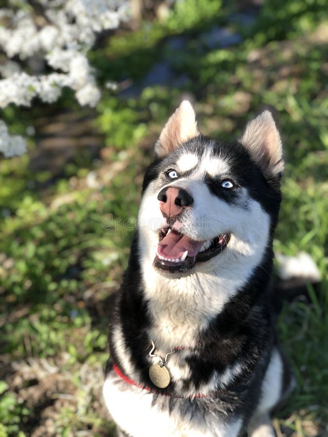 Husky happy dog stock photo. Image of hahasky, eyes - 216719720