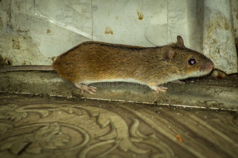 Husmus Som äter Ost (den Mus Musculusen) Fotografering för Bildbyråer ...