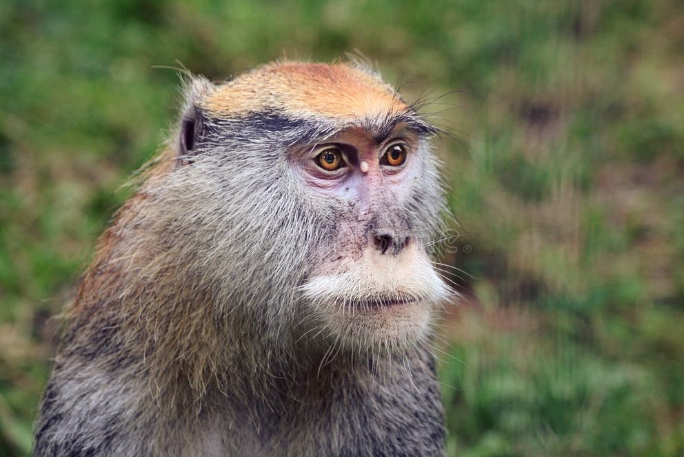 Hussar monkey stock image. Image of plants, dancing, wilderness - 32367849