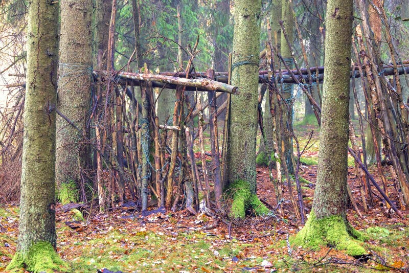 Hut Built from Branches in a Spruce Forest at Autumn Stock Photo ...