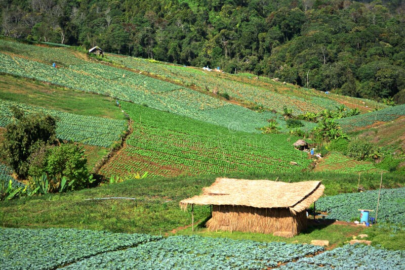Hut in Cabbage Field, Thailand. Stock Photo - Image of agriculture ...