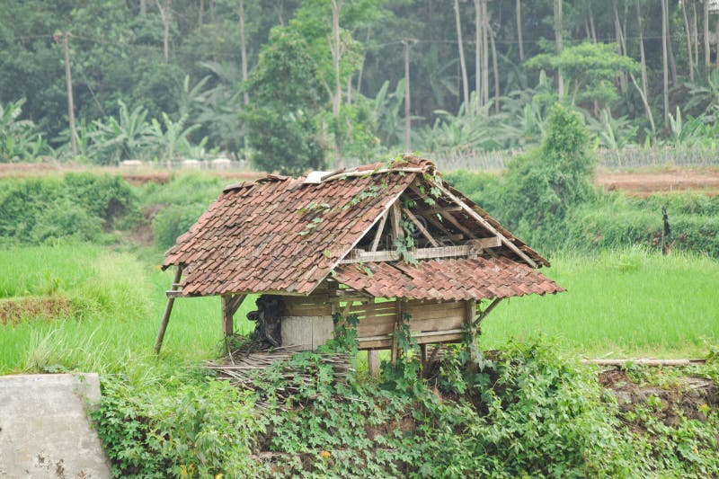 A Hut on the Edge of a Rice Field Stock Photo - Image of construction ...