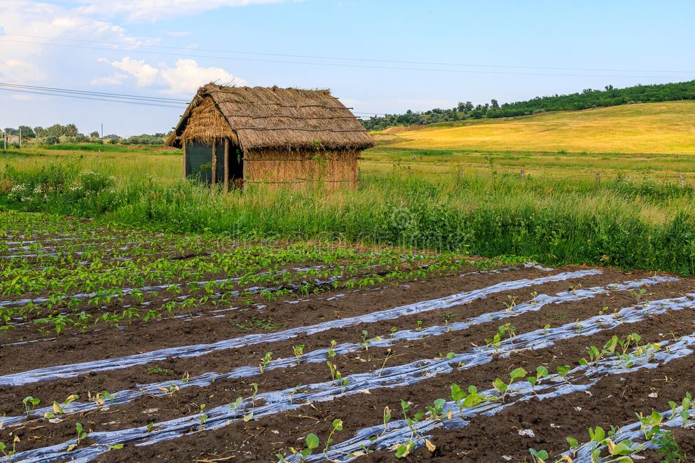 Hut in the Field. Background with Selective Focus and Copy Space Stock ...