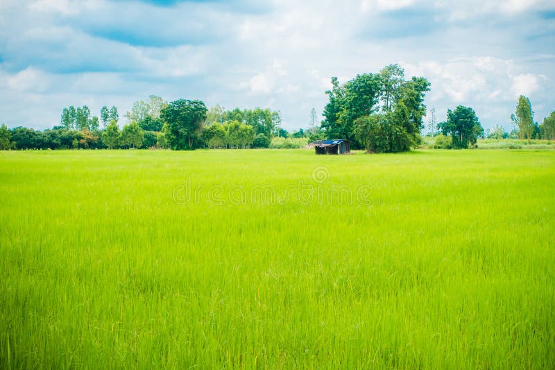 Hut in the field stock image. Image of mountain, grain - 45487055