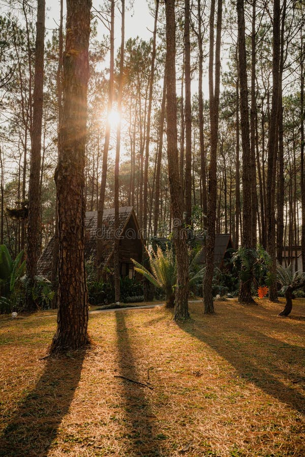 Hut in the Forest Garden at Sunset Editorial Photo - Image of ...