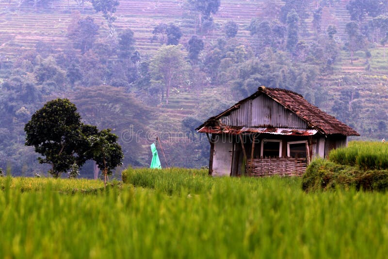 Hut House in the Mountain Rice Field Area Stock Photo - Image of ...