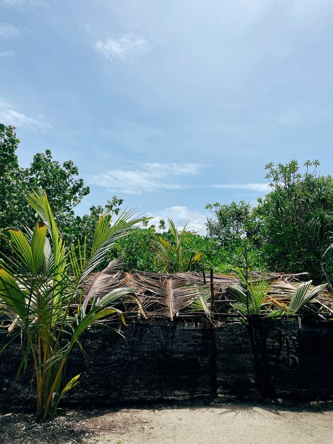 Hut Made by Palm Trees on a Tropical Island Stock Image - Image of ...