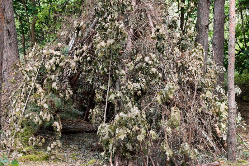 Hut Made of Tree Branches in Forest Stock Photo - Image of leaf ...