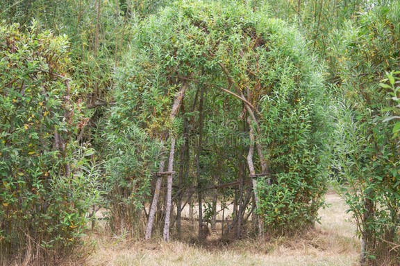 A Hut Made of Tree Branches in the Forest Stock Image - Image of tree ...