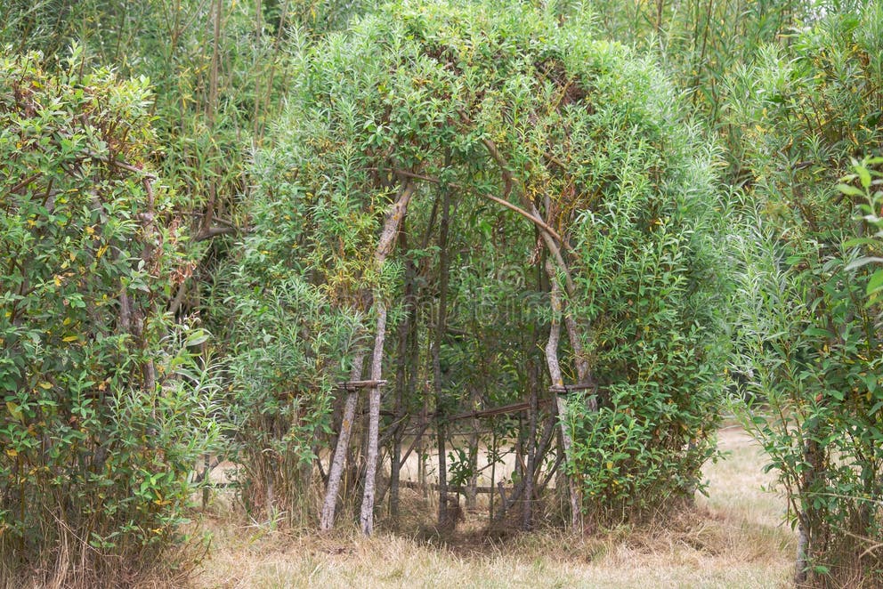 A Hut Made of Tree Branches in the Forest Stock Image - Image of tree ...