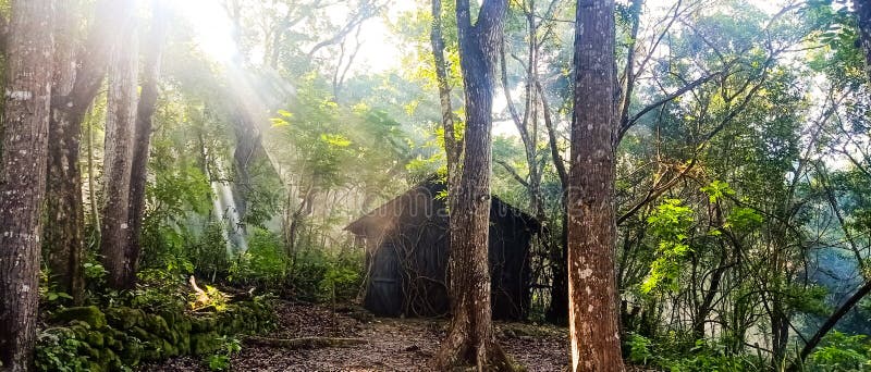Hut in the Middle of Forest Bathed in Sunlight Stock Image - Image of ...