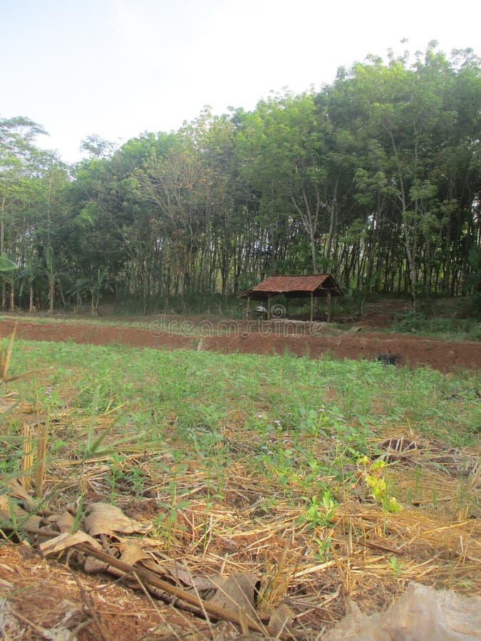 The Hut of Misery on the Edge of the Rubber Forest and the Edge of the ...