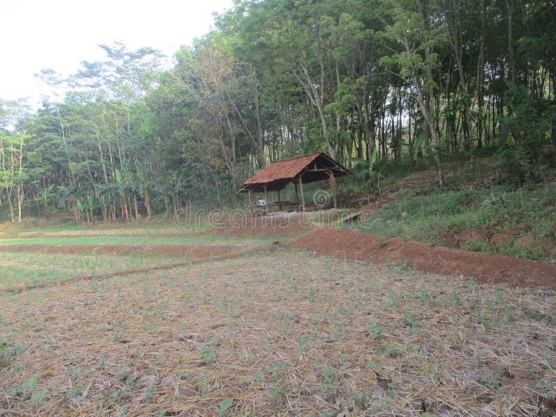 The Hut of Misery on the Edge of the Rubber Forest and the Edge of the ...