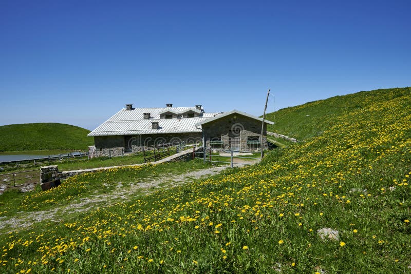 Hut stock image. Image of cattle, cows, wildlife, mountains - 221308501