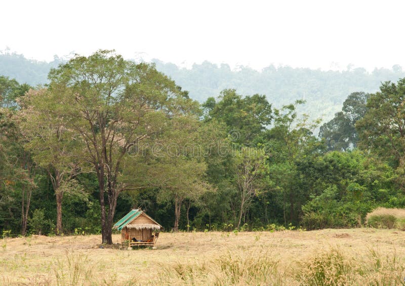 A Hut Near a Tree on the Mountain Stock Photo - Image of season, asian ...