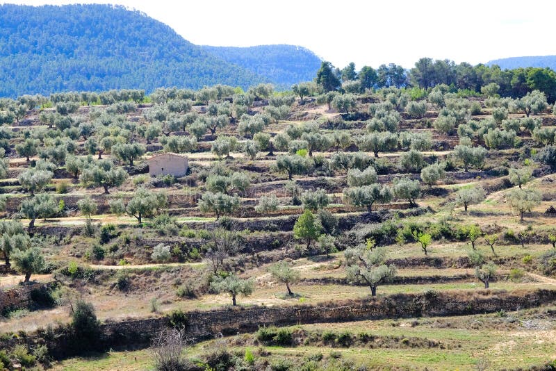 Hut and olive grove stock photo. Image of farm, olive - 90434514
