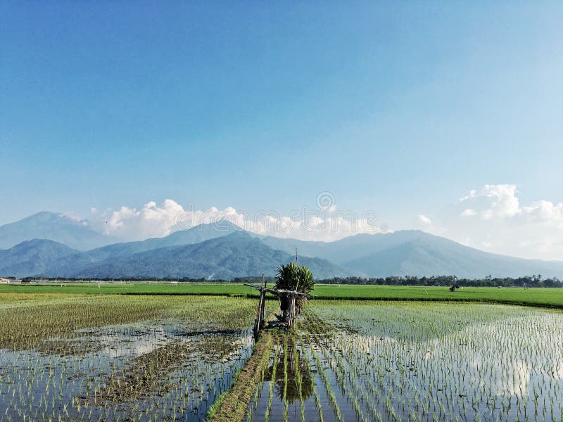 Hut in the Paddy Field, Central Java, Indonesia. Stock Image - Image of ...