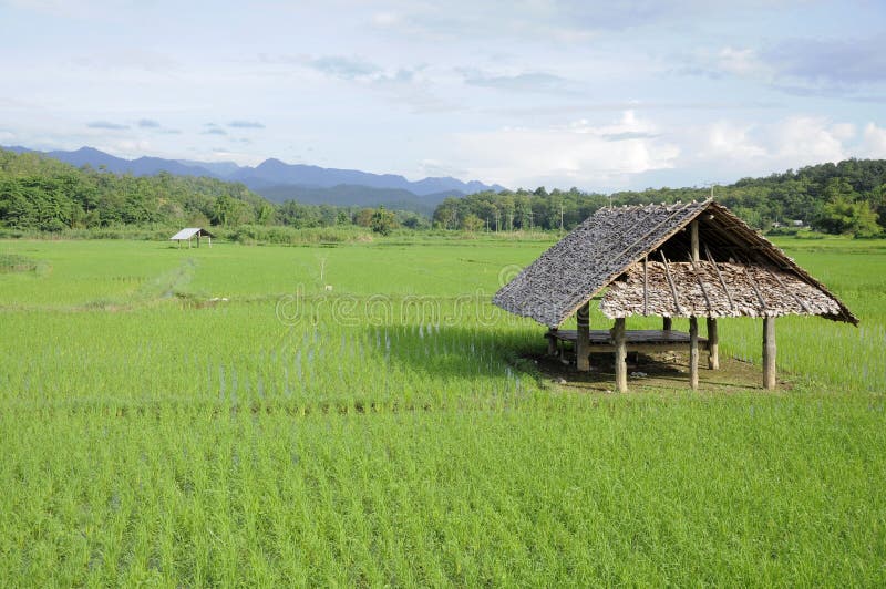 A Hut in Paddy Rice Green Field Stock Photo - Image of harvest, green ...