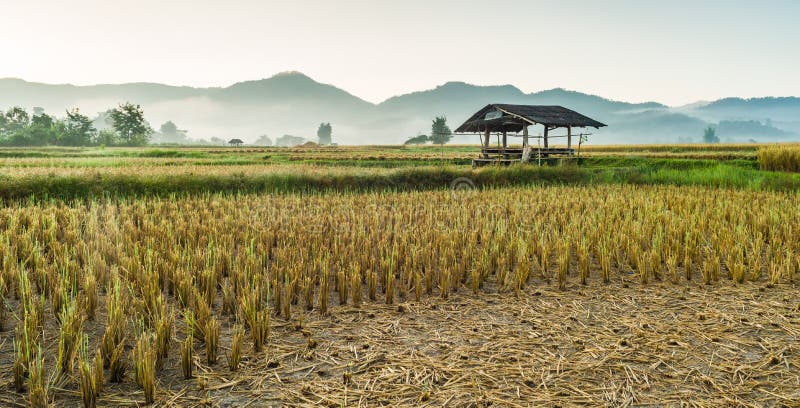 Hut in rice field stock image. Image of beautiful, landscape - 27414703