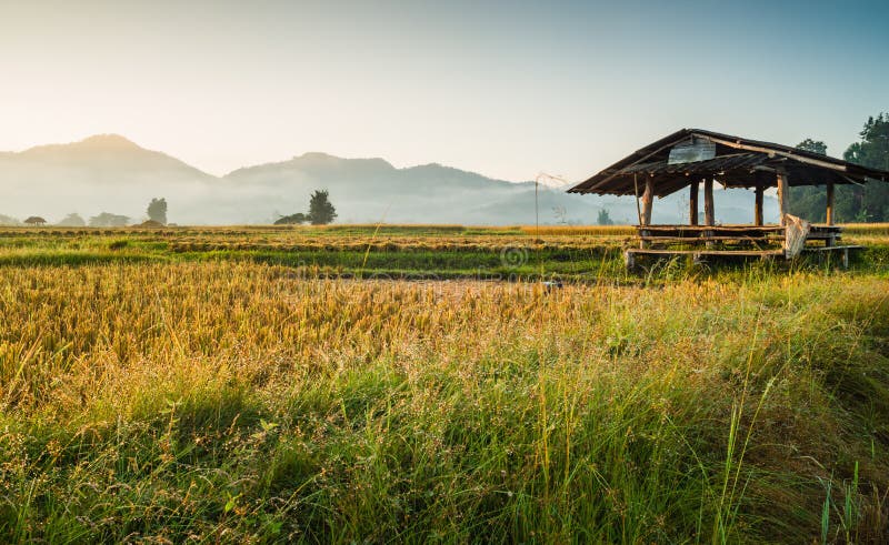 Hut in rice field stock image. Image of beautiful, landscape - 27414703