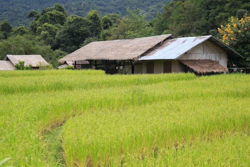 Hut in rice field stock photo. Image of chiang, landmark - 35265974