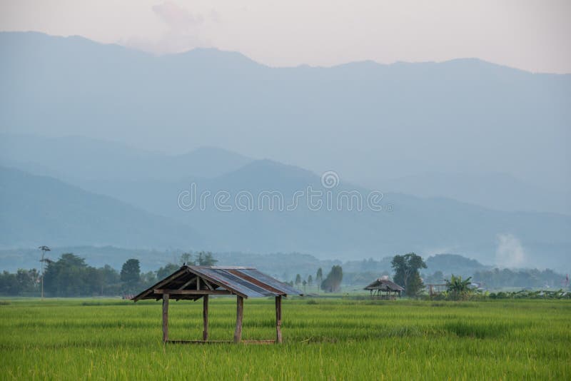 Hut and Rice Field in Nature Stock Photo - Image of mist, grow: 128952542
