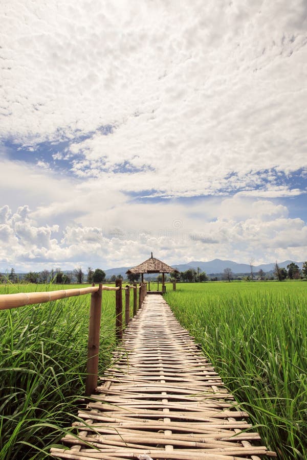 Hut and Rice Field in Nature Stock Photo - Image of travel, growth ...