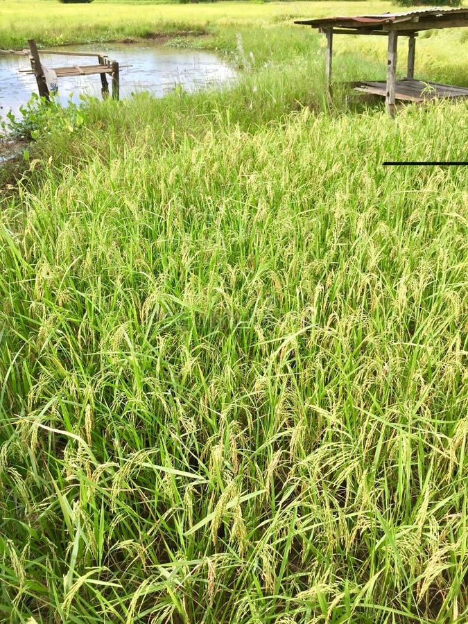 Hut in the rice field stock photo. Image of field, pool - 83173432