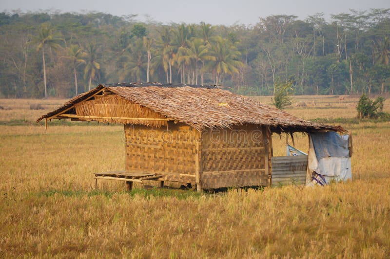 Hut in the rice fields. stock photo. Image of architecture - 293426066