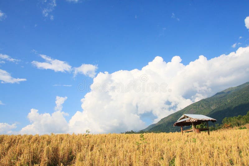 Hut in rice filed stock photo. Image of travel, fields - 23684122