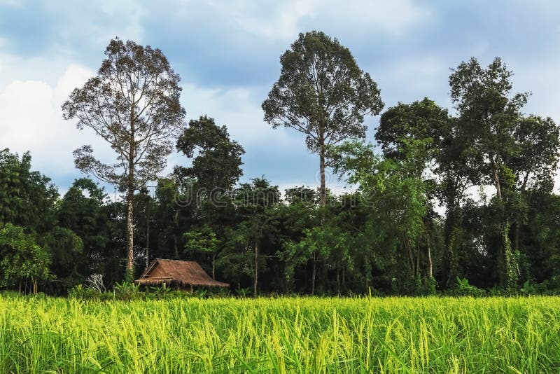 Hut and Rice Paddy Field Landscape Stock Photo - Image of plantation ...