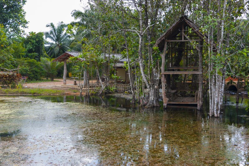 Hut on the Road in the Jungle on the Phuket in Thailand Stock Image ...