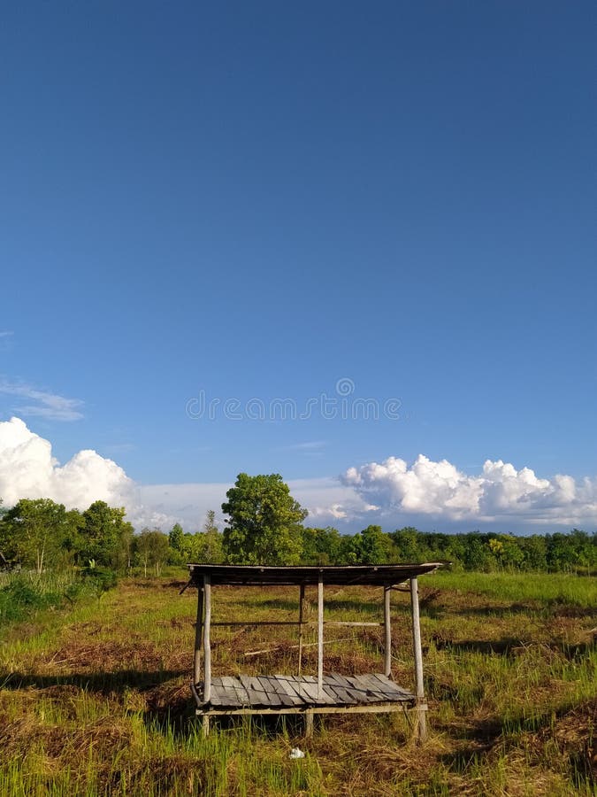 Hut/shack in a fields stock photo. Image of palangkaraya - 226527004