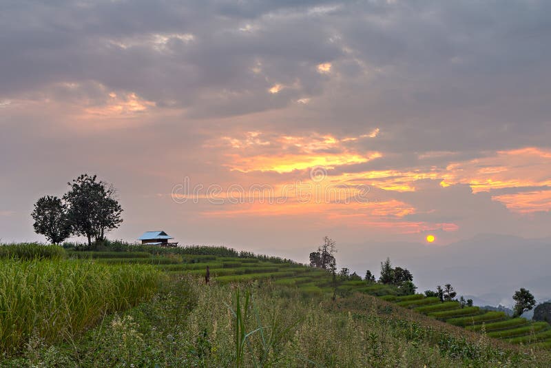 Hut on Terrace Rice Fields in Sunset Time Stock Image - Image of ...
