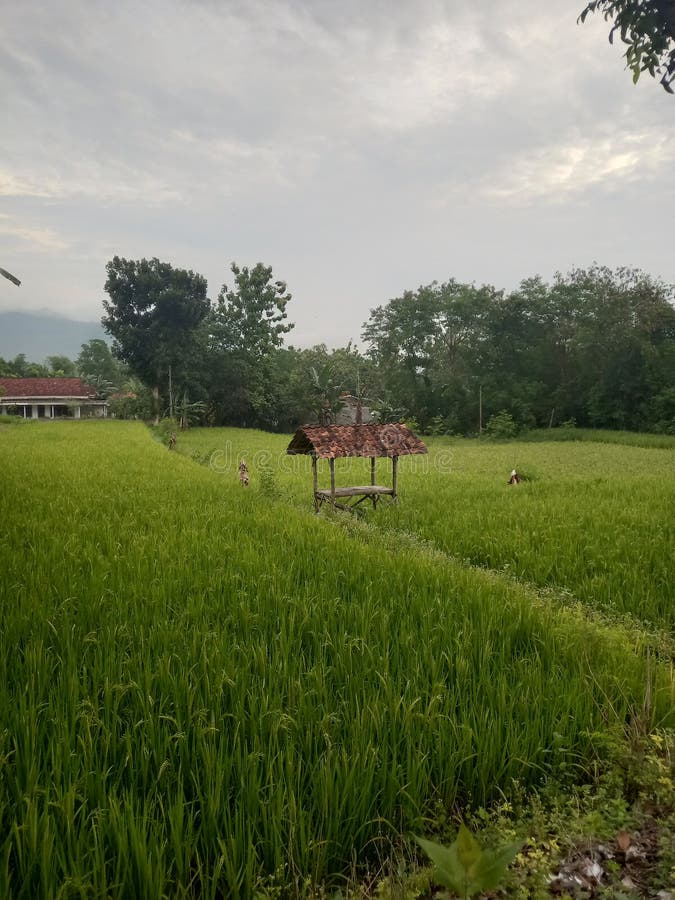 A Hut To Rest in the Middle of the Rice Fields Stock Image - Image of ...