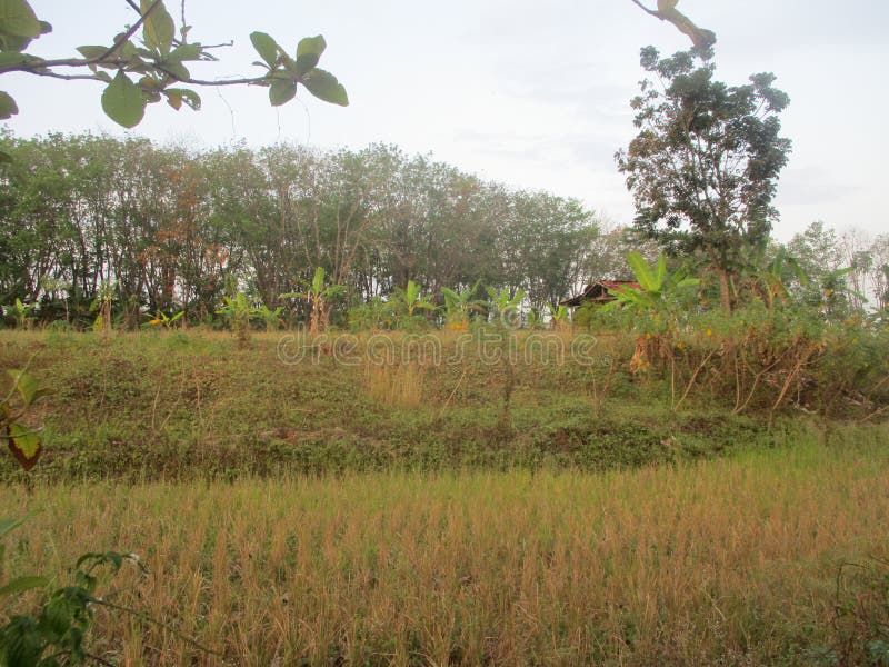 Nepal Tharu Village Stock Photos - Free & Royalty-Free Stock Photos ...